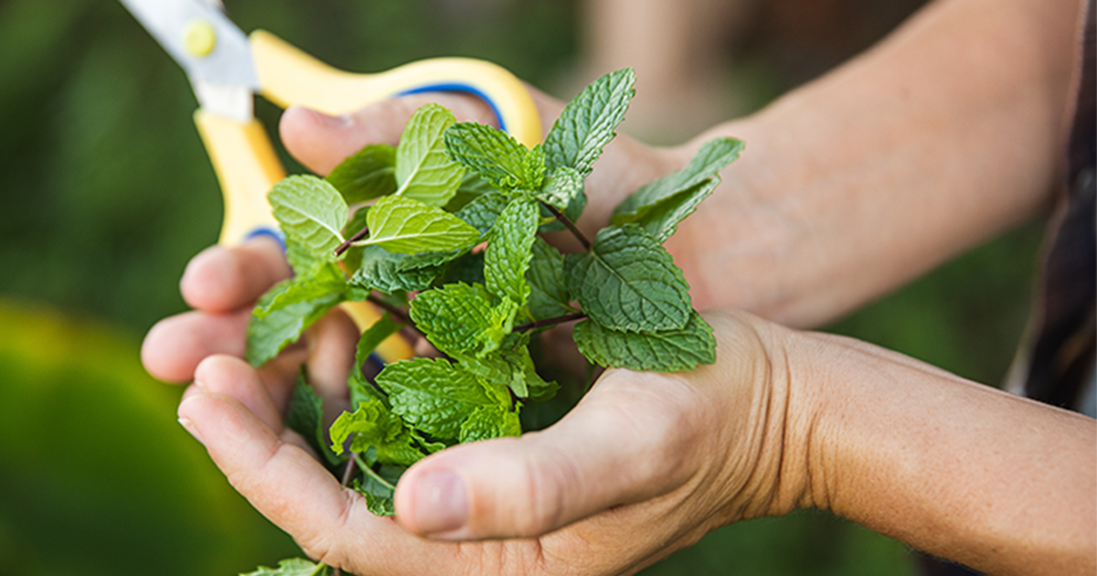 From ‘Āina to Table: The Mahele Farm Movement in Hāna, Maui | OluKai ...